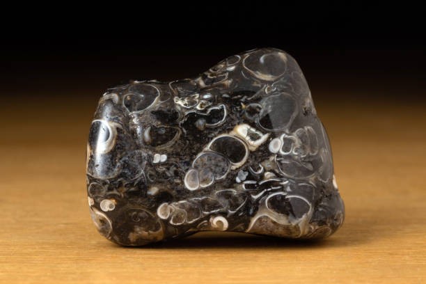 Ágata turritella (Turritella Agate) - Rock Identifier