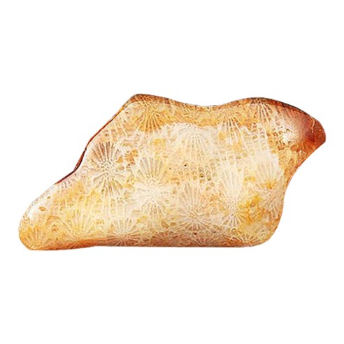 Agatized Coral tumbled (Agatized Coral tumbled) - Rock Identifier