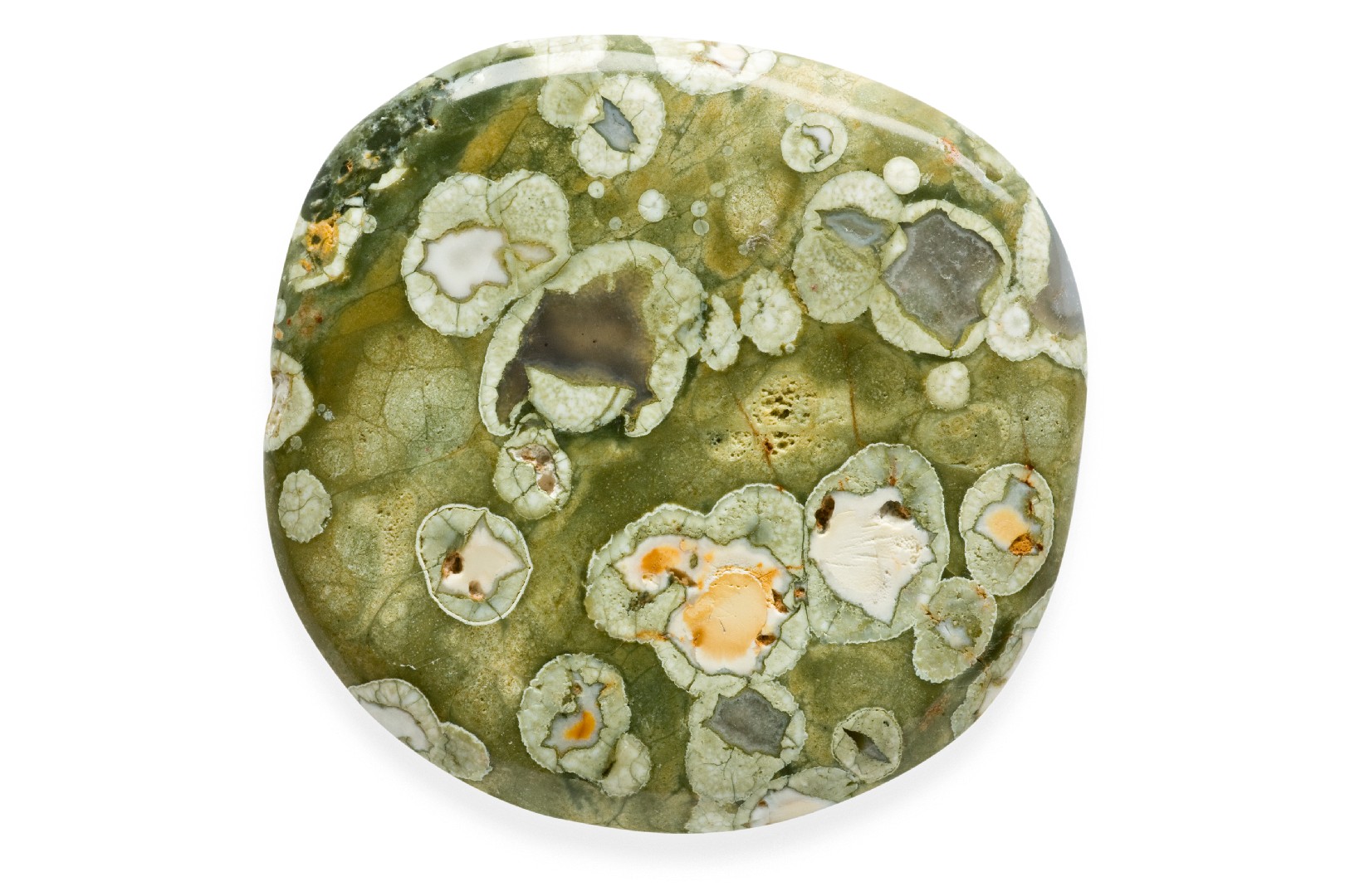 Jaspe Rainforest (Rainforest Rhyolite) - Rock Identifier