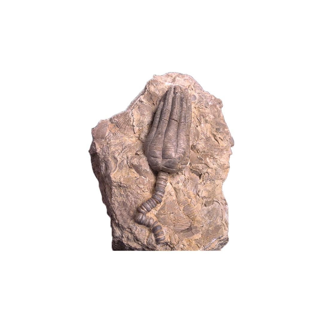 Crinoid Fossil (Crinoid Fossil) - Rock Identifier