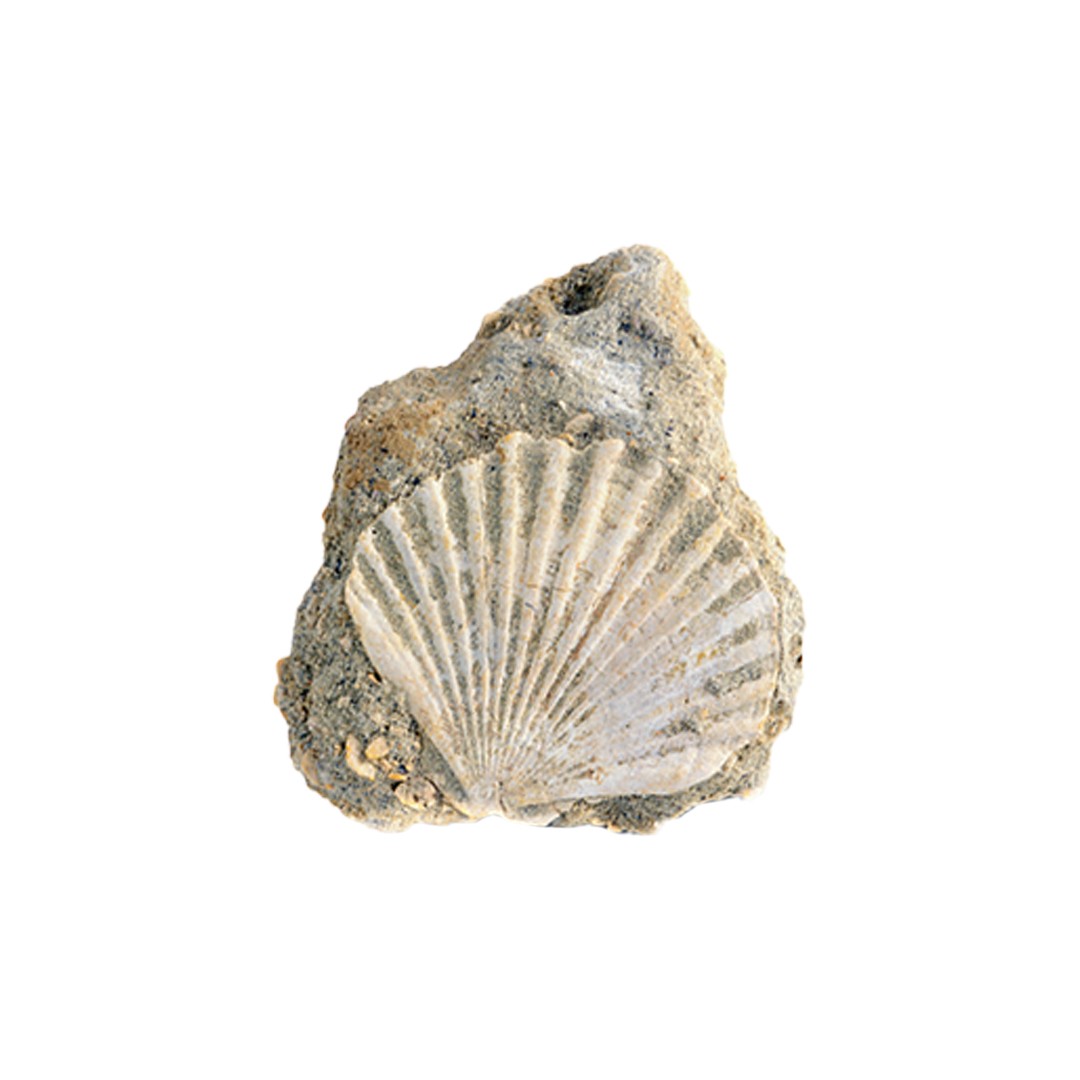 Shell Fossil (Shell Fossil) - Rock Identifier