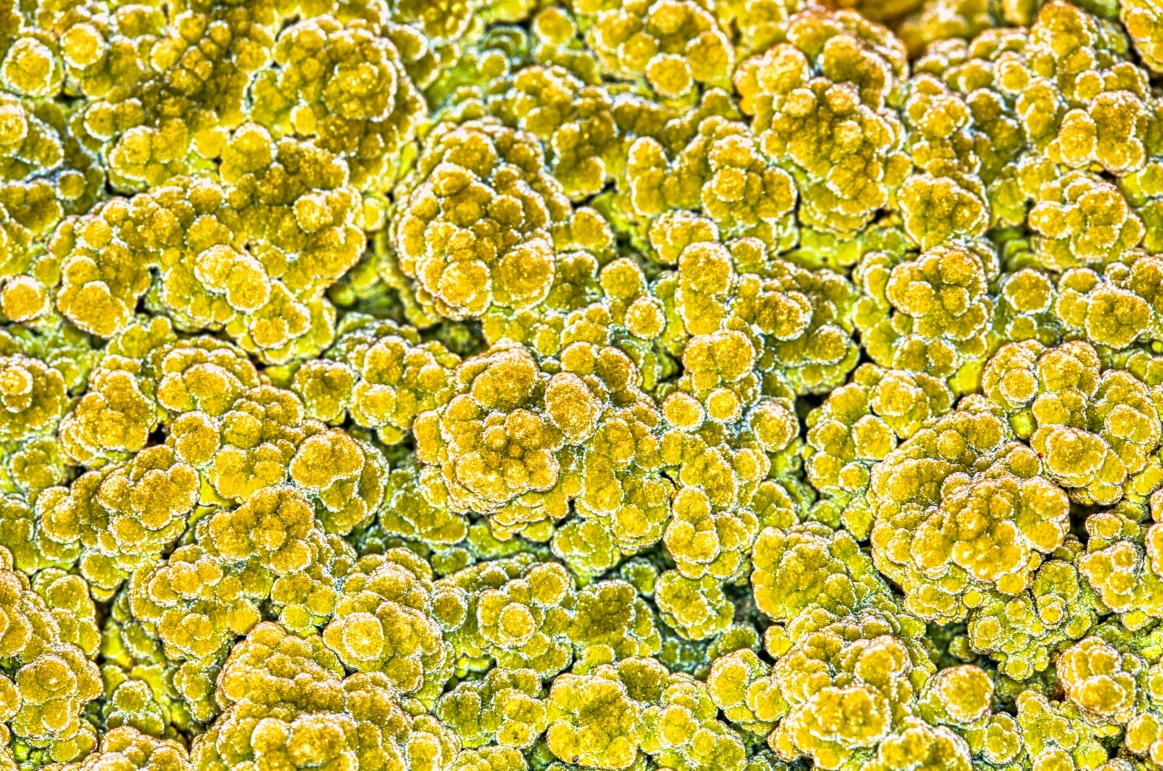 Mottramite (Mottramite) - Rock Identifier