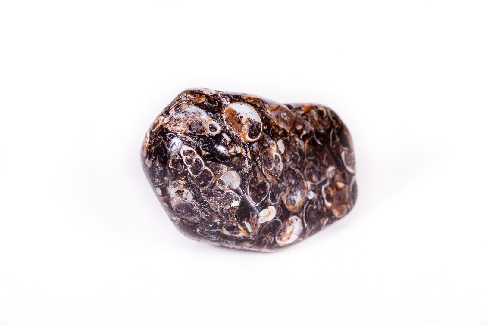 Turritella tumbled (Turritella tumbled) - Rock Identifier