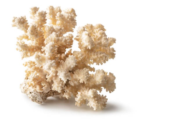 Coral (Coral) - Rock Identifier